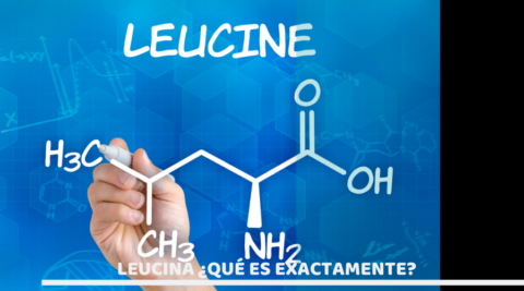 Leucina. Conoce sus usos, beneficios, propiedades y contraindicaciones
